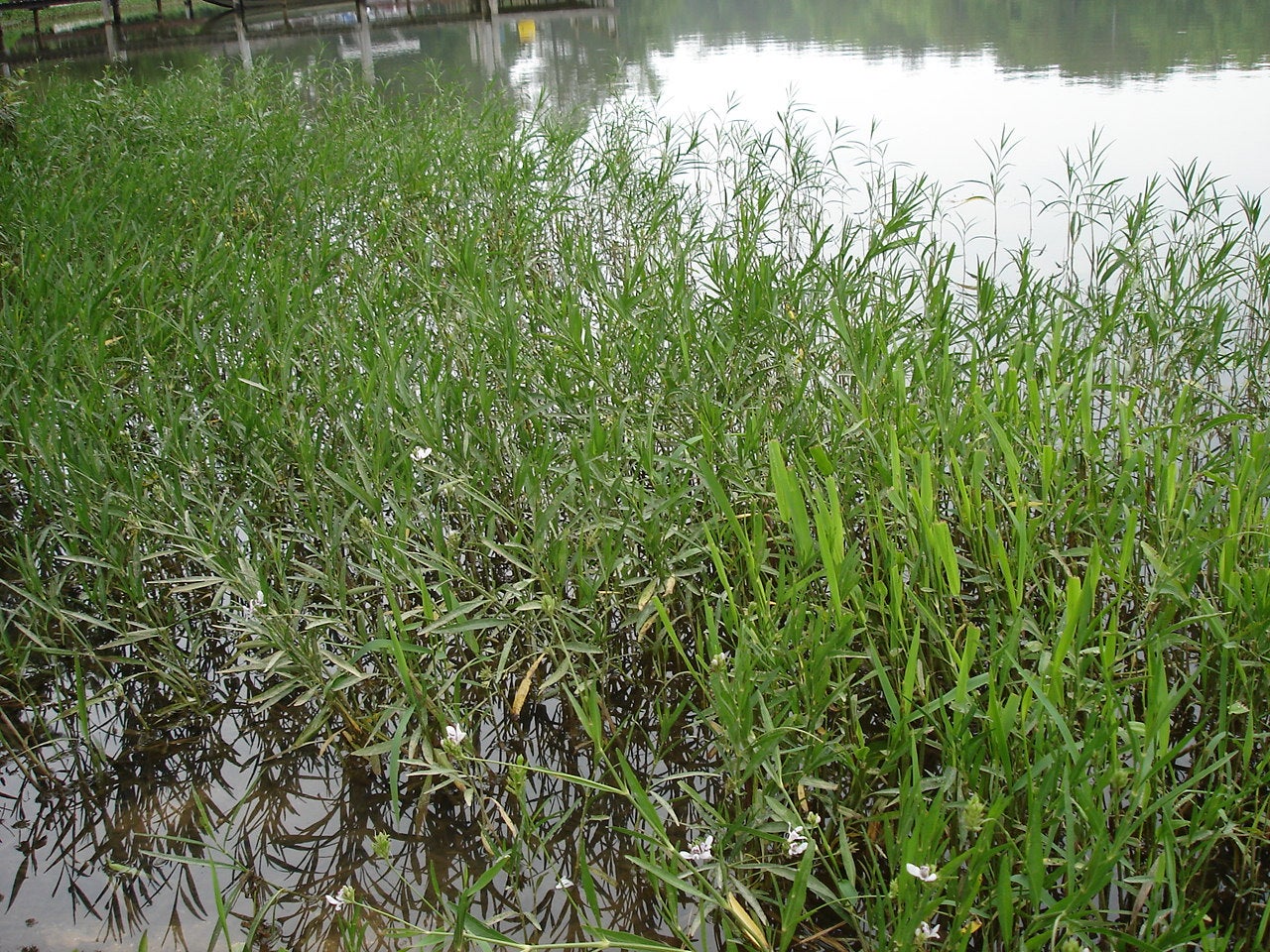 Emergent Aquatic Plants | Outdoor Alabama